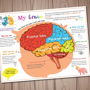 Human Brain Printable Activity Anatomy Busy Book Brain - Etsy