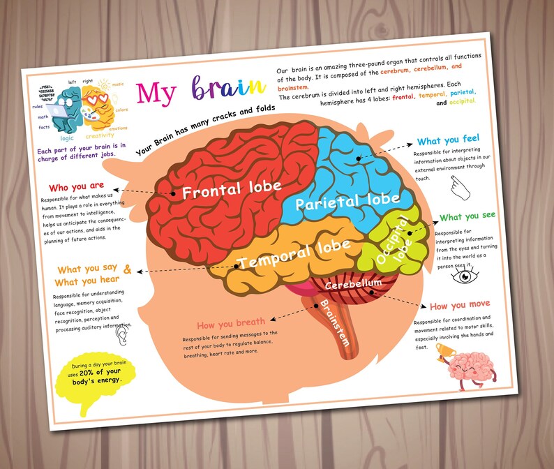 Human Brain Printable Activity Anatomy Busy Book Brain - Etsy