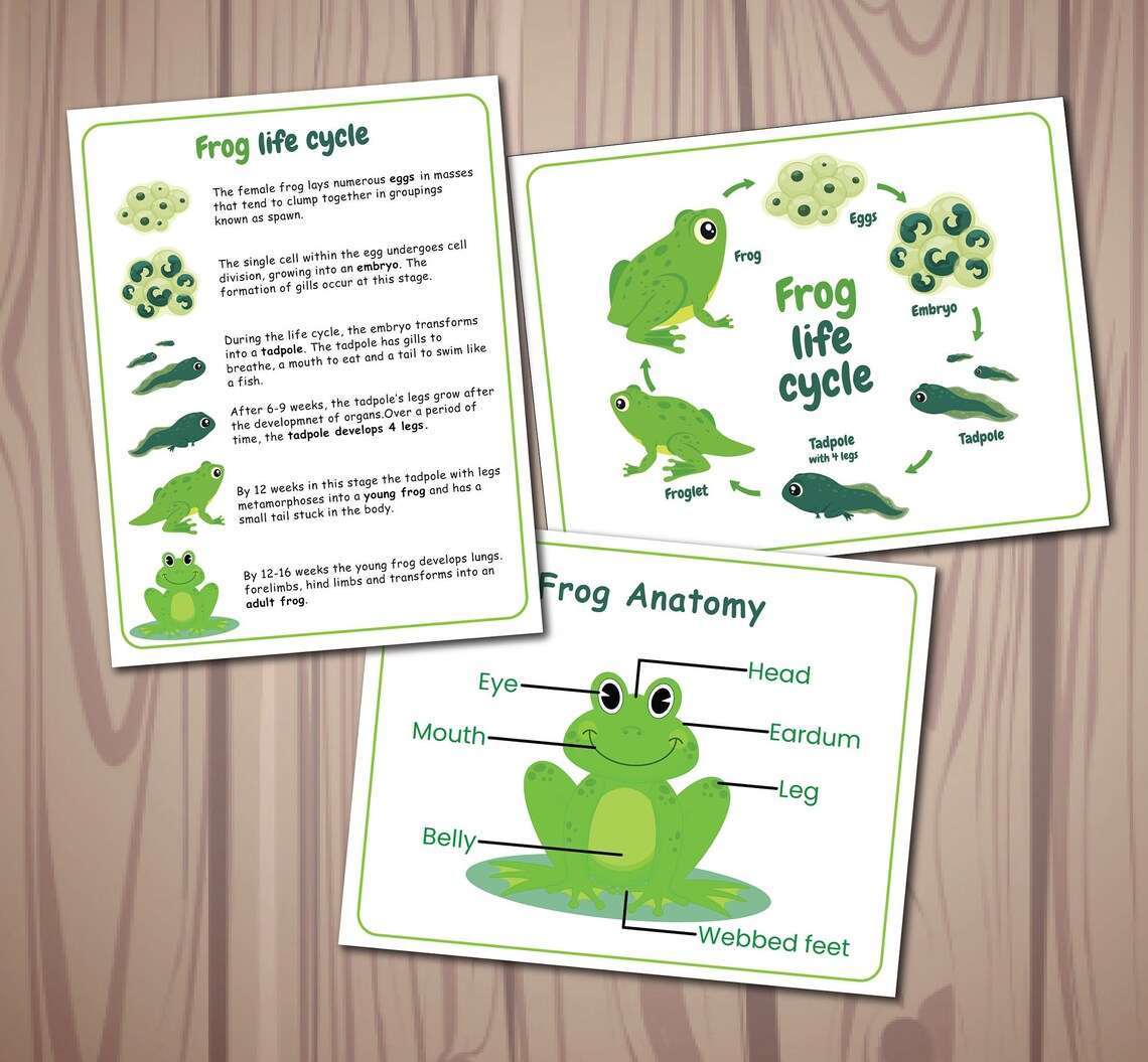 Life Cycle of a Frog Frog Anatomy 3 Part Montessori Cards - Etsy