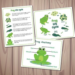 Life Cycle of a Frog Frog Anatomy 3 Part Montessori Cards - Etsy
