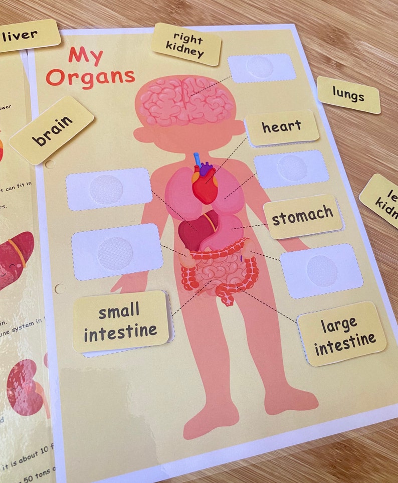 Human Anatomy Printable Activity Homeschool Resource - Etsy