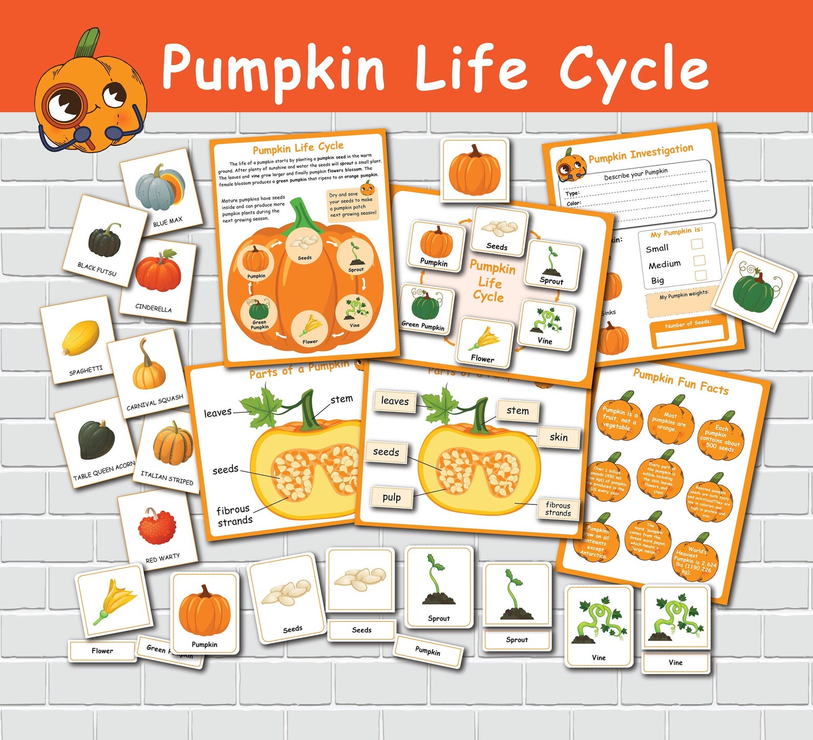 Pumpkin Unit Study, Life Cycle of a Pumpkin, Pumpkin Varieties, Fall ...