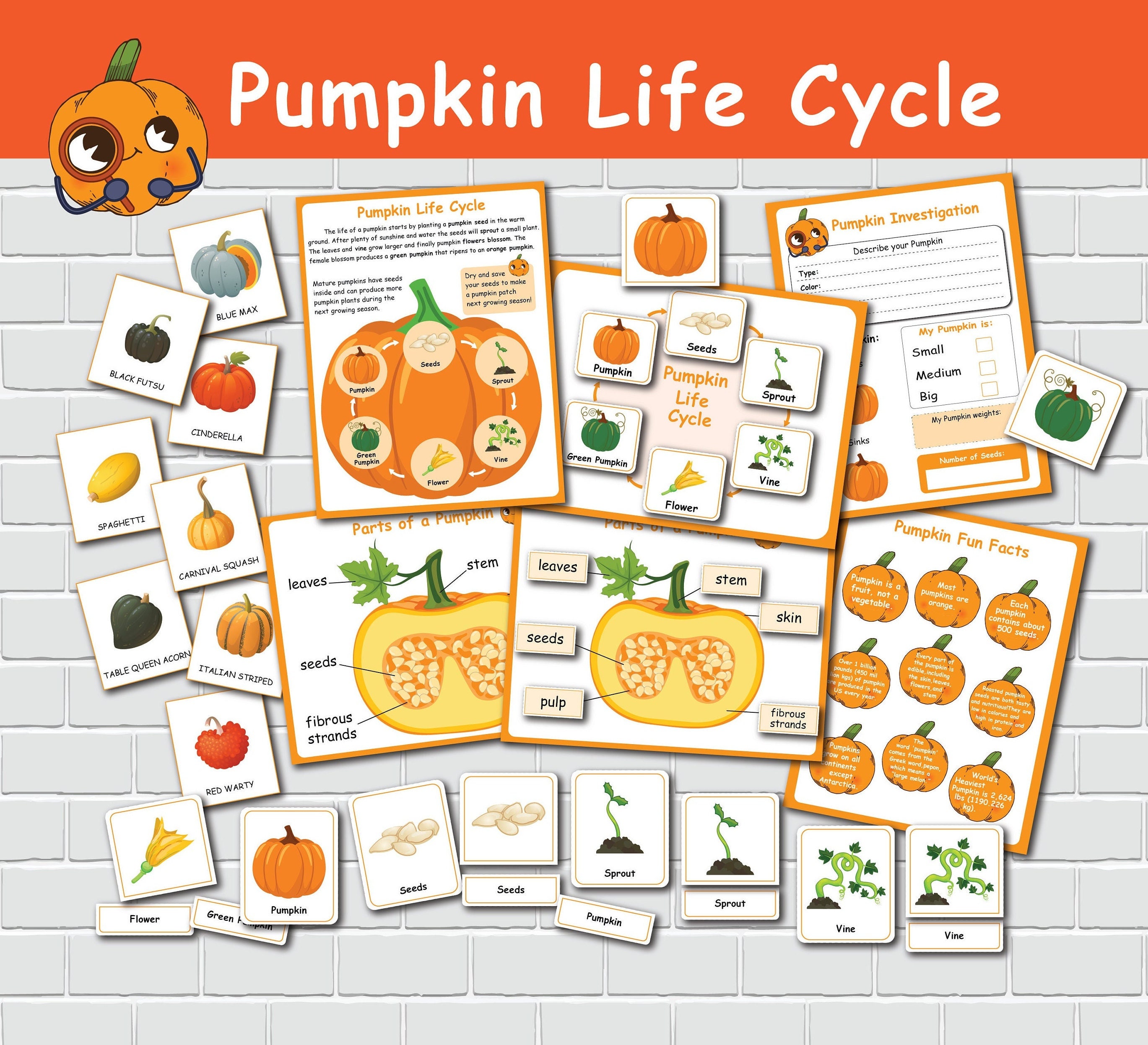Pumpkin Unit Study, Life Cycle of a Pumpkin, Pumpkin Varieties, Fall ...