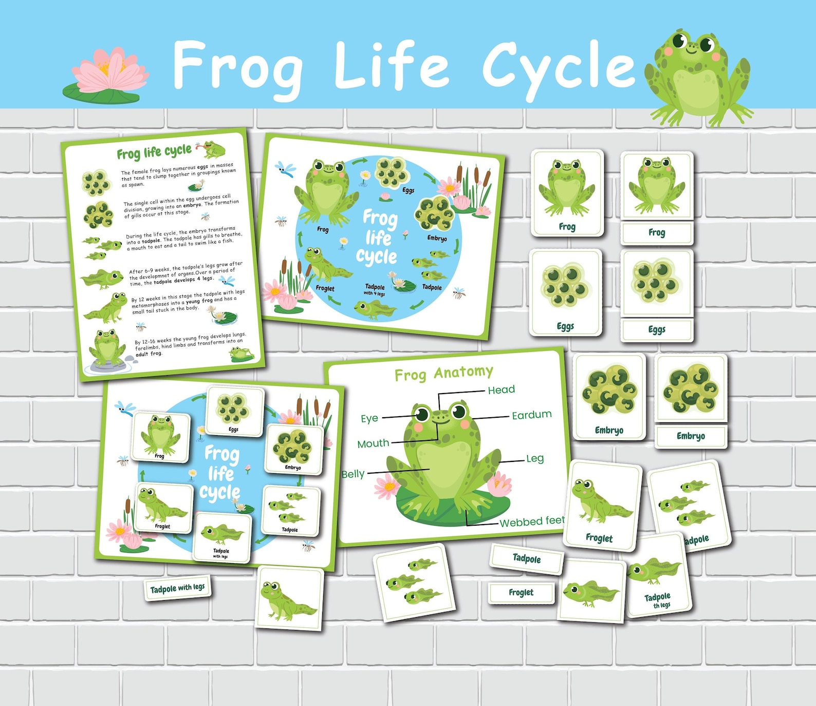 Life Cycle of a Frog Frog Anatomy 3 Part Montessori Cards - Etsy