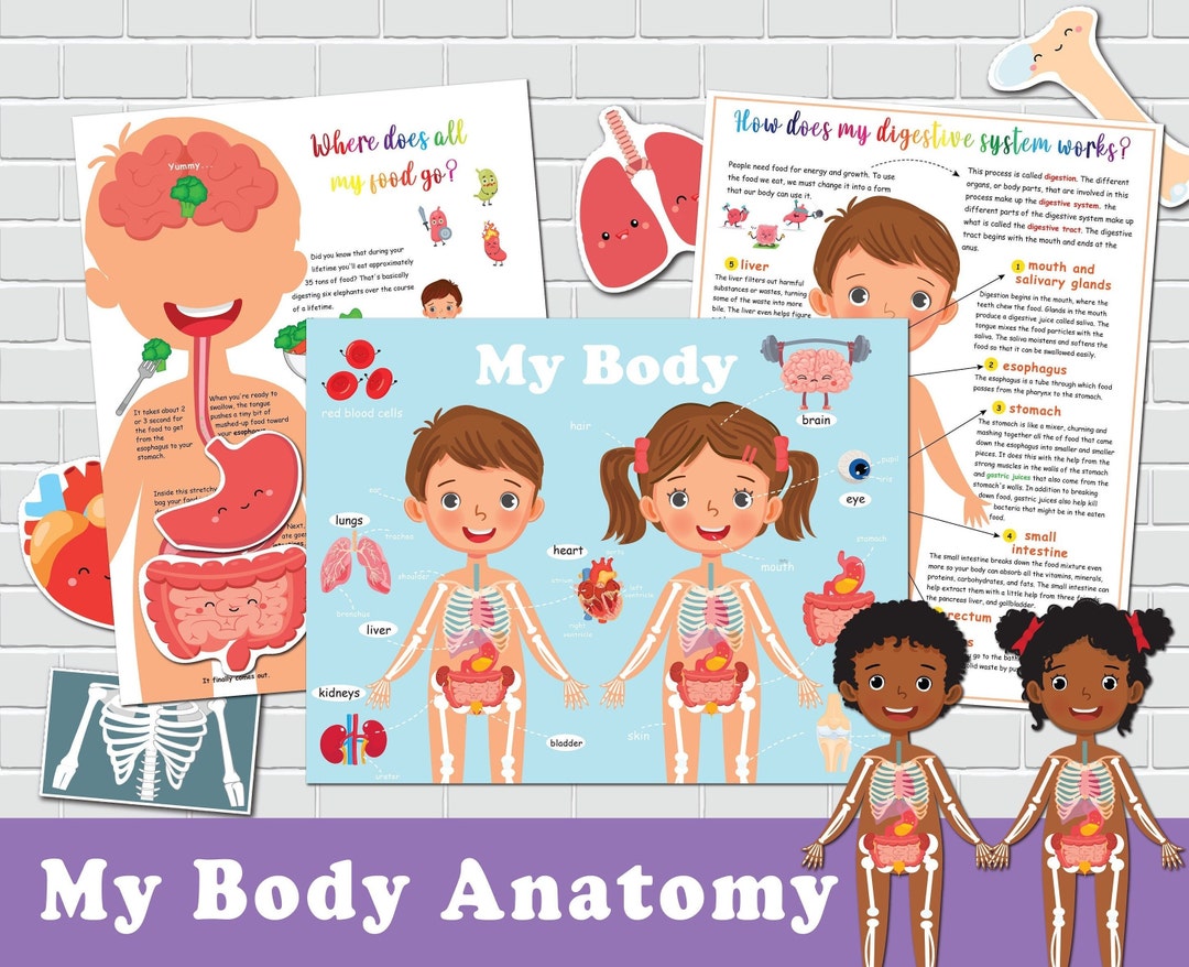 Human Anatomy Busy Book Printable Learning Binder Preschool Worksheets ...