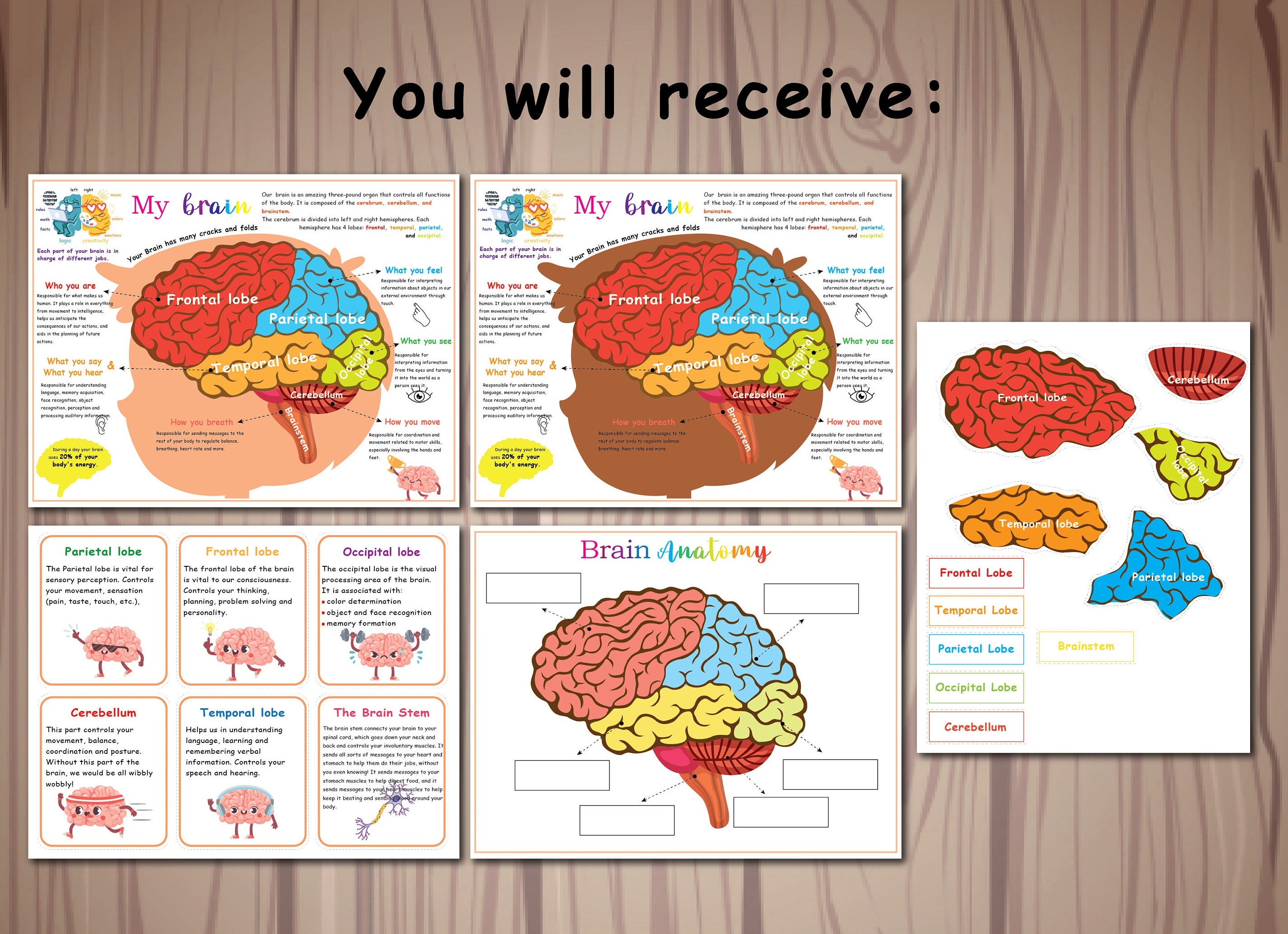 Human Brain Printable Activity Anatomy Busy Book Brain - Etsy Australia