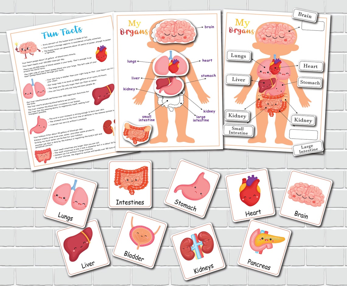 Body Systems Activity Human Anatomy Worksheets Preschool Busy - Etsy