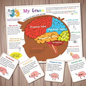 Human Brain Printable Activity Anatomy Busy Book Brain - Etsy