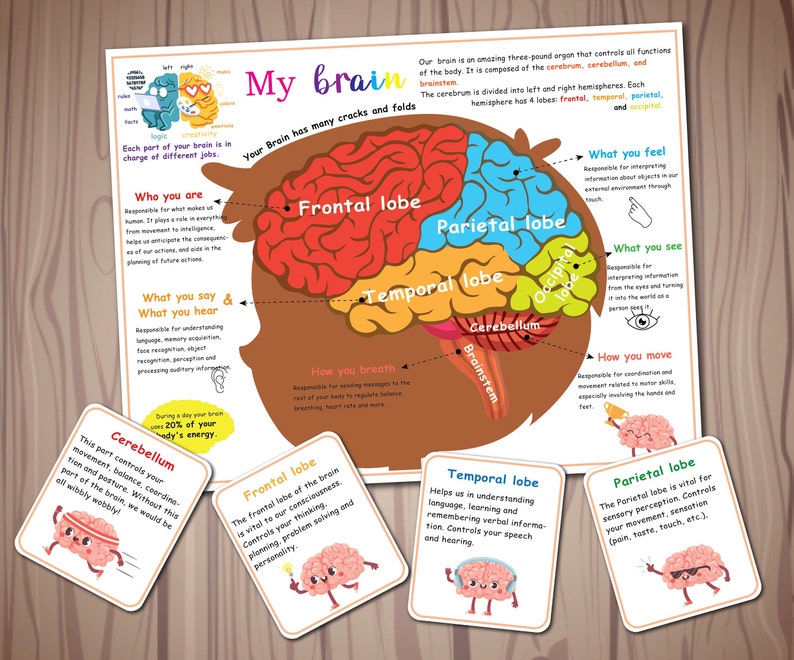 Human Brain Printable Activity Anatomy Busy Book Brain - Etsy