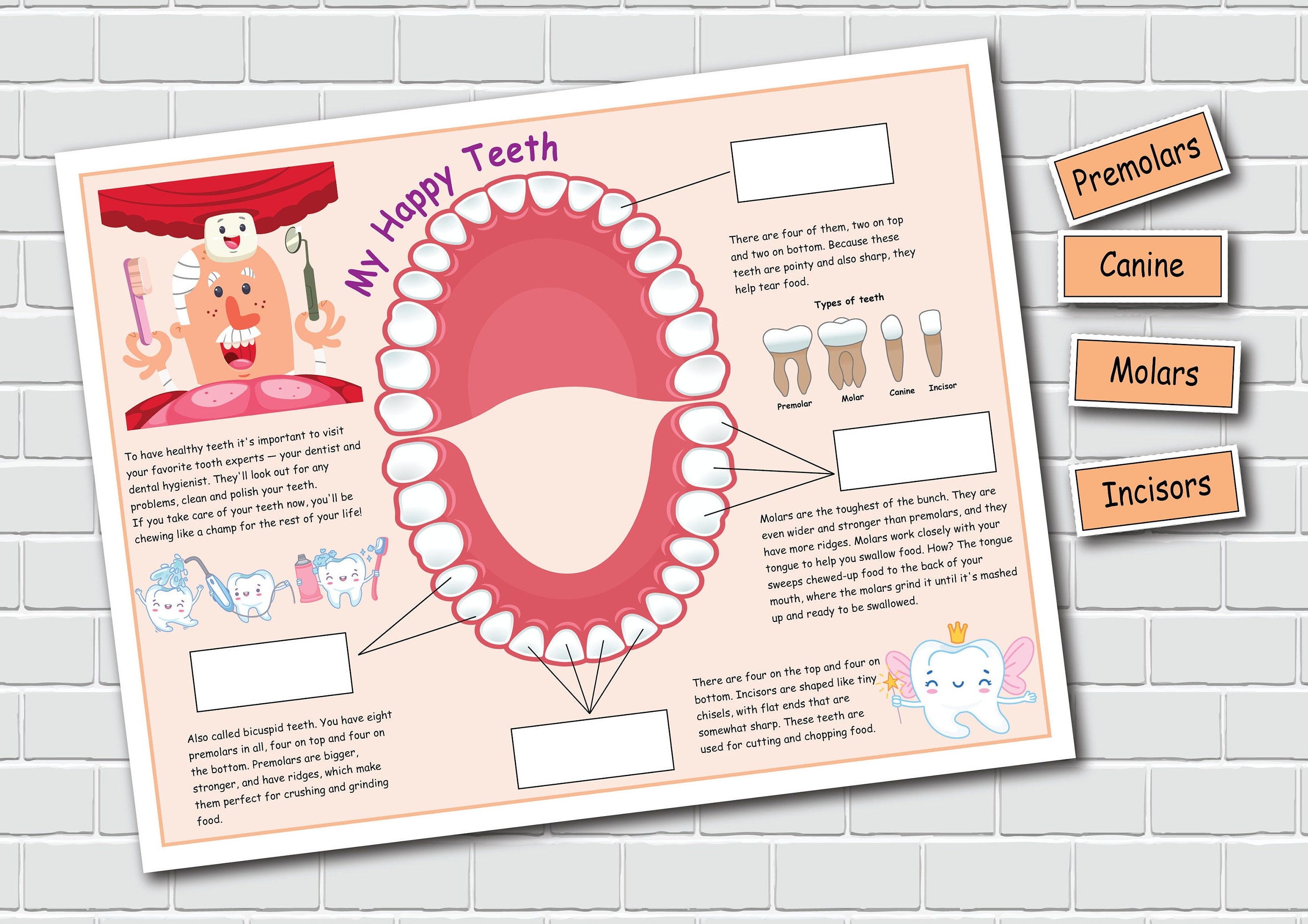 Dental Health Preschool Printable Activity Kids Anatomy - Etsy UK