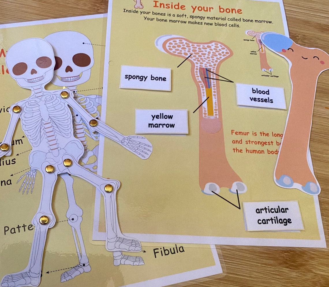 Human Skeleton Anatomy Activity Printable Skeletal System - Etsy