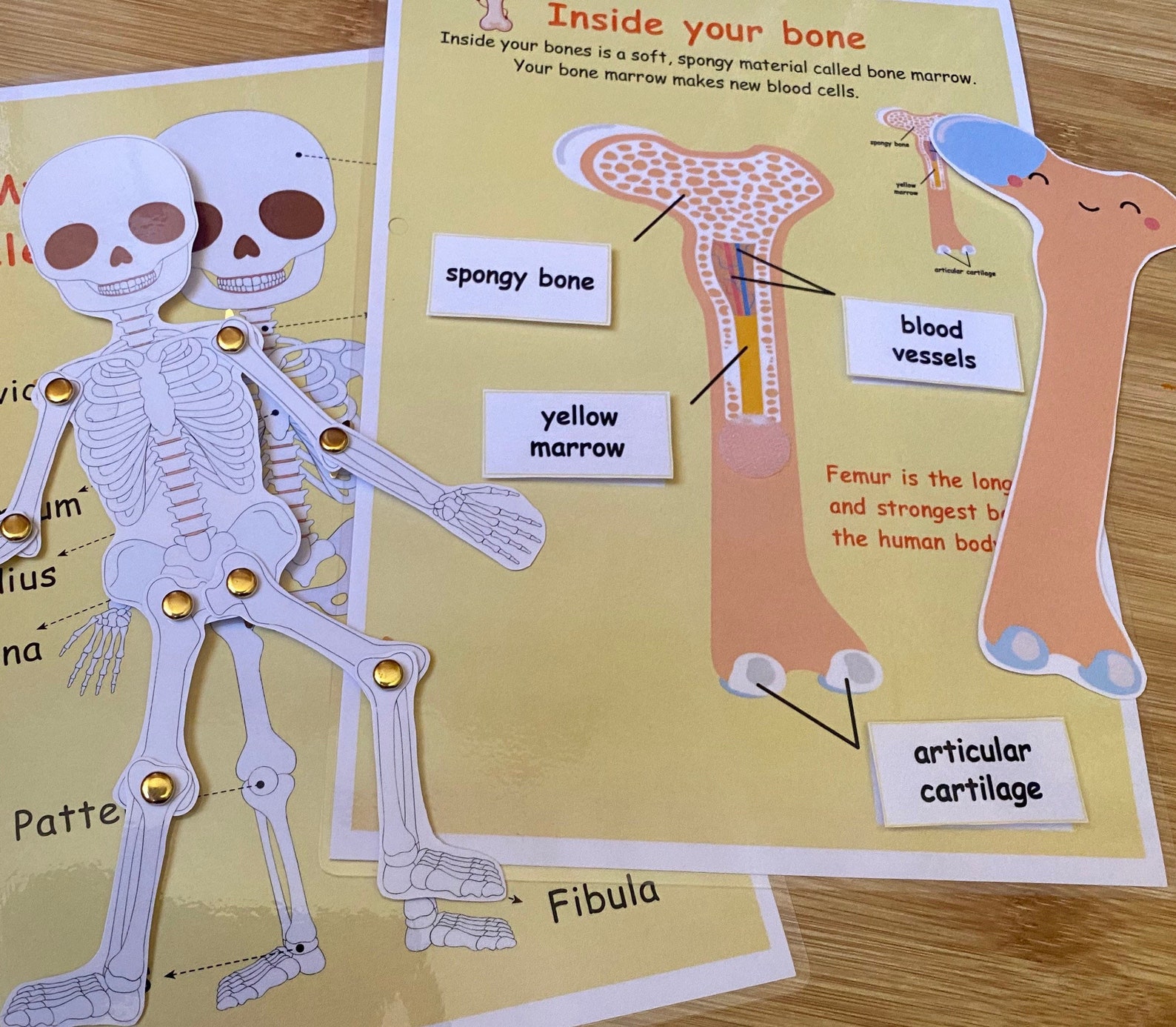 Human Skeleton Anatomy Activity Printable Skeletal System - Etsy UK