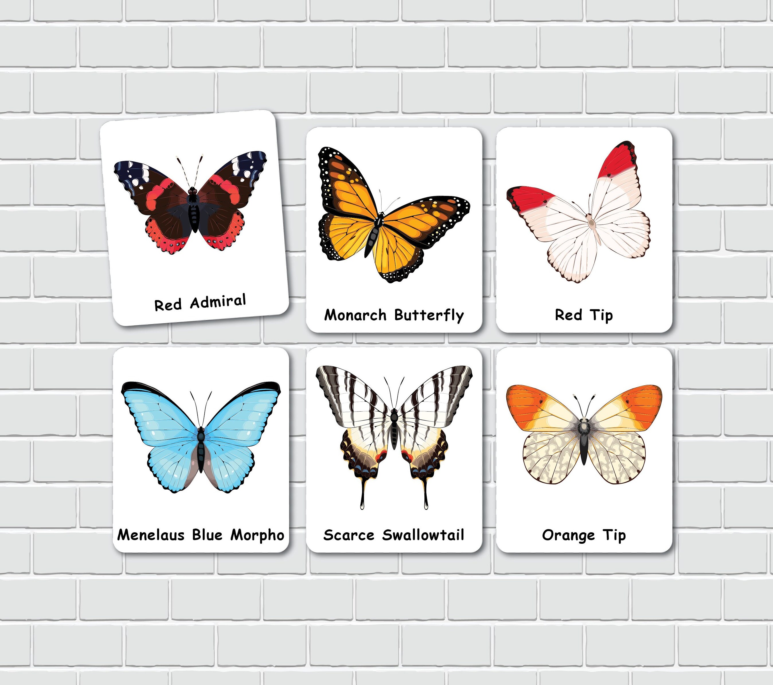 Butterfly Flash Cards, Montessori Three Part Cards, Homeschool ...