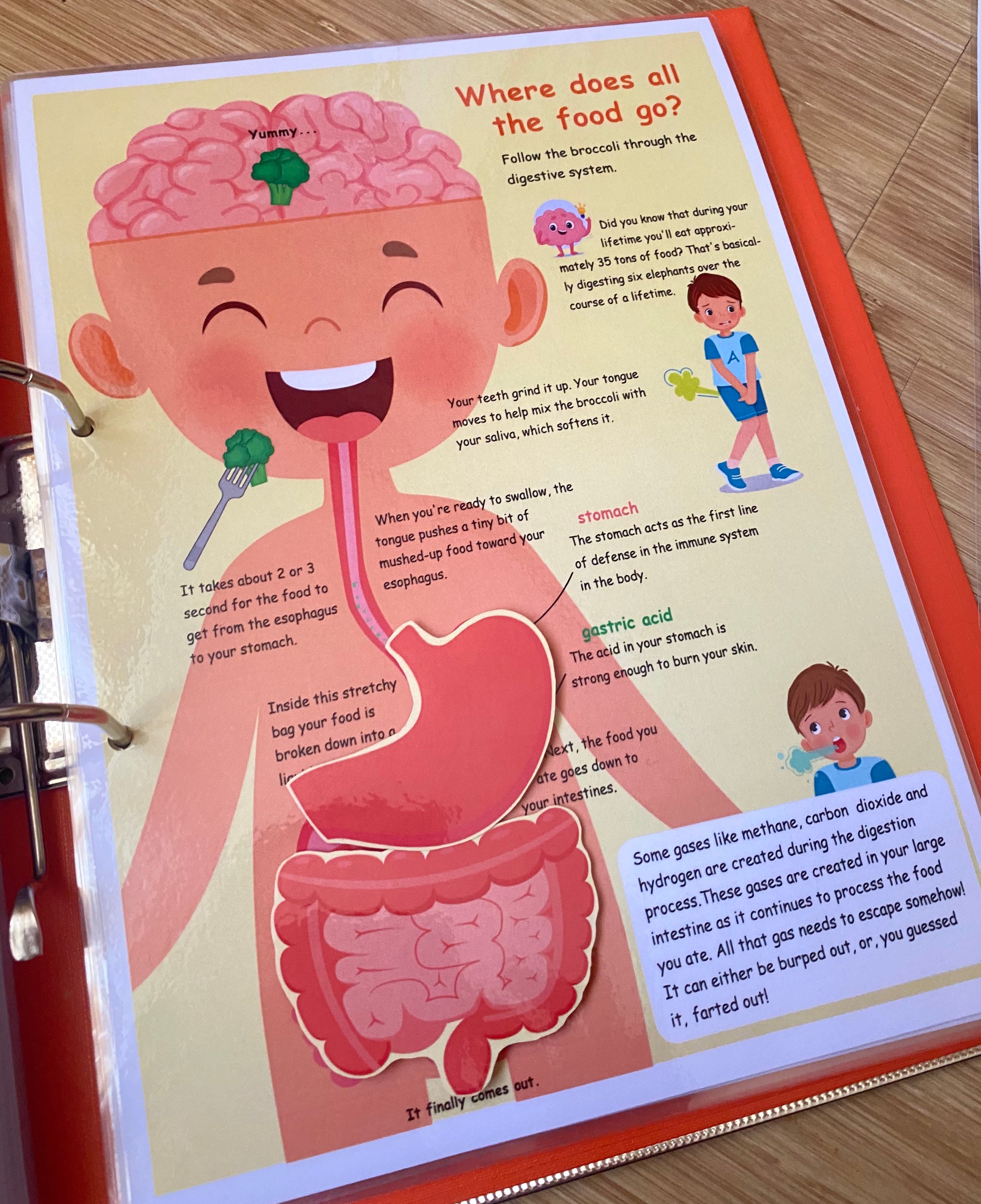 Anatomy Busy Book Printable Learning Binder Preschool - Etsy Canada