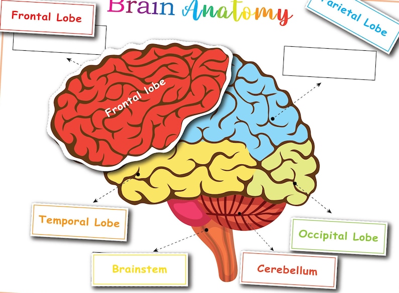 Human Brain Printable Activity Anatomy Busy Book Brain - Etsy