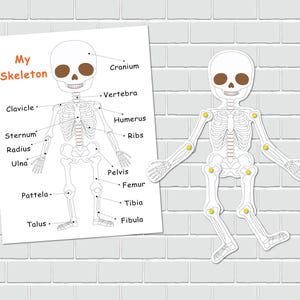 Human Skeleton Anatomy Activity, Printable Skeletal System, Bone ...