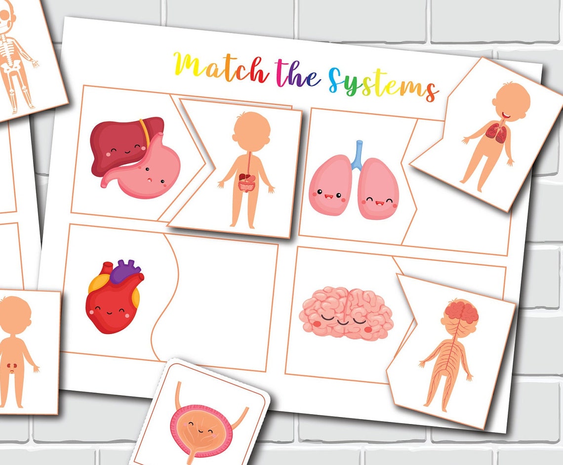 Body Systems Activity Human Anatomy Worksheets Preschool Busy - Etsy