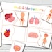 Body Systems Activity Human Anatomy Worksheets Preschool Busy Book ...