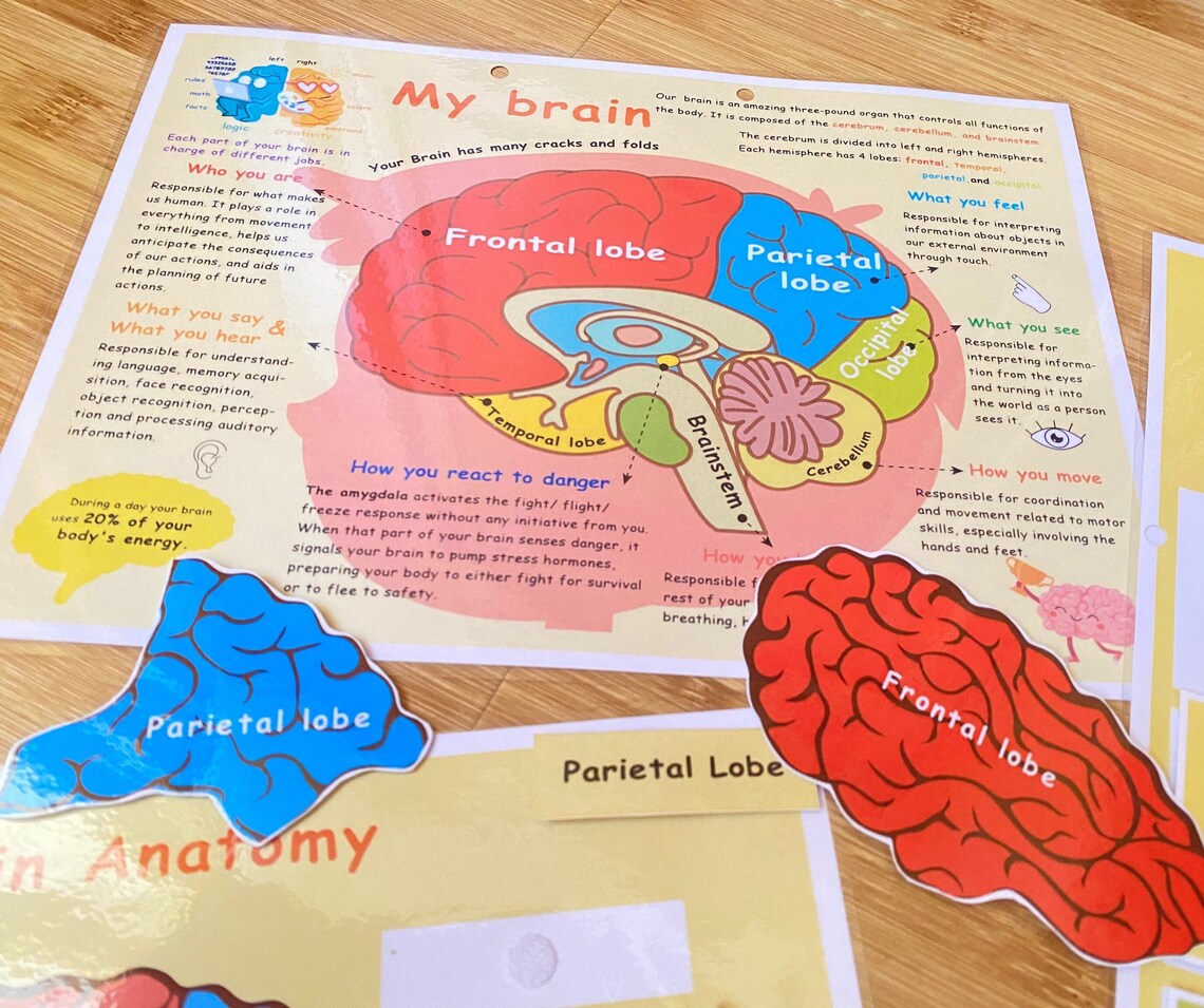 Human Brain Printable Activity, Anatomy Busy Book, Brain Puzzle, Brain ...