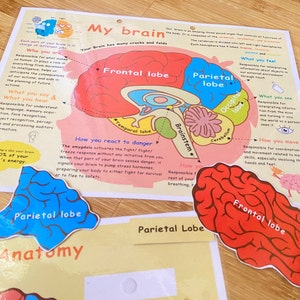 Human Brain Printable Activity, Anatomy Busy Book, Brain Puzzle, Brain ...