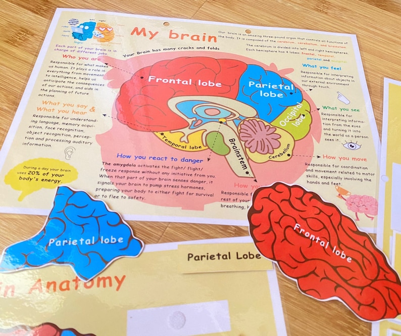 Human Brain Printable Activity Anatomy Busy Book Brain - Etsy