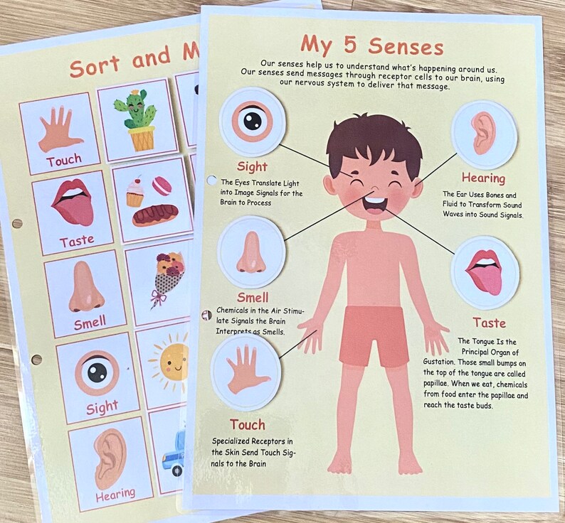 Anatomy Busy Book Printable Learning Binder Preschool - Etsy