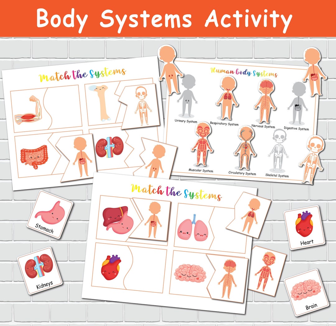 Body Systems Activity Human Anatomy Worksheets Preschool Busy Book ...