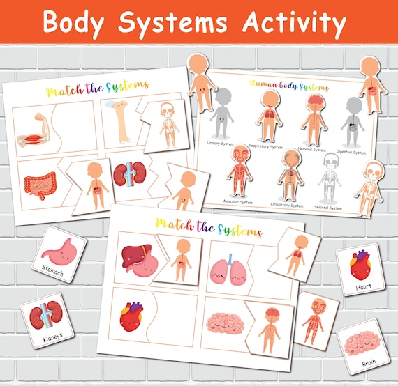 Human Organ Systems Worksheets