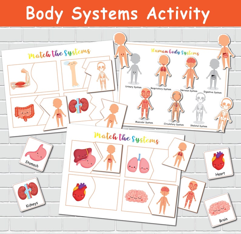 Body Systems Activity Human Anatomy Worksheets Preschool Busy - Etsy