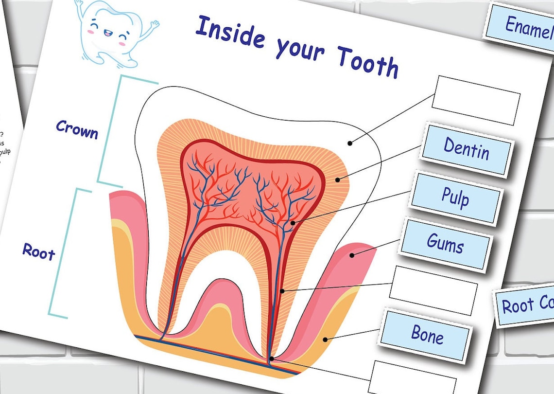 Dental Health Preschool Printable Activity Kids Anatomy Learning Binder ...