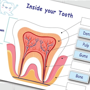 Dental Health Preschool Printable Activity Kids Anatomy Learning Binder ...