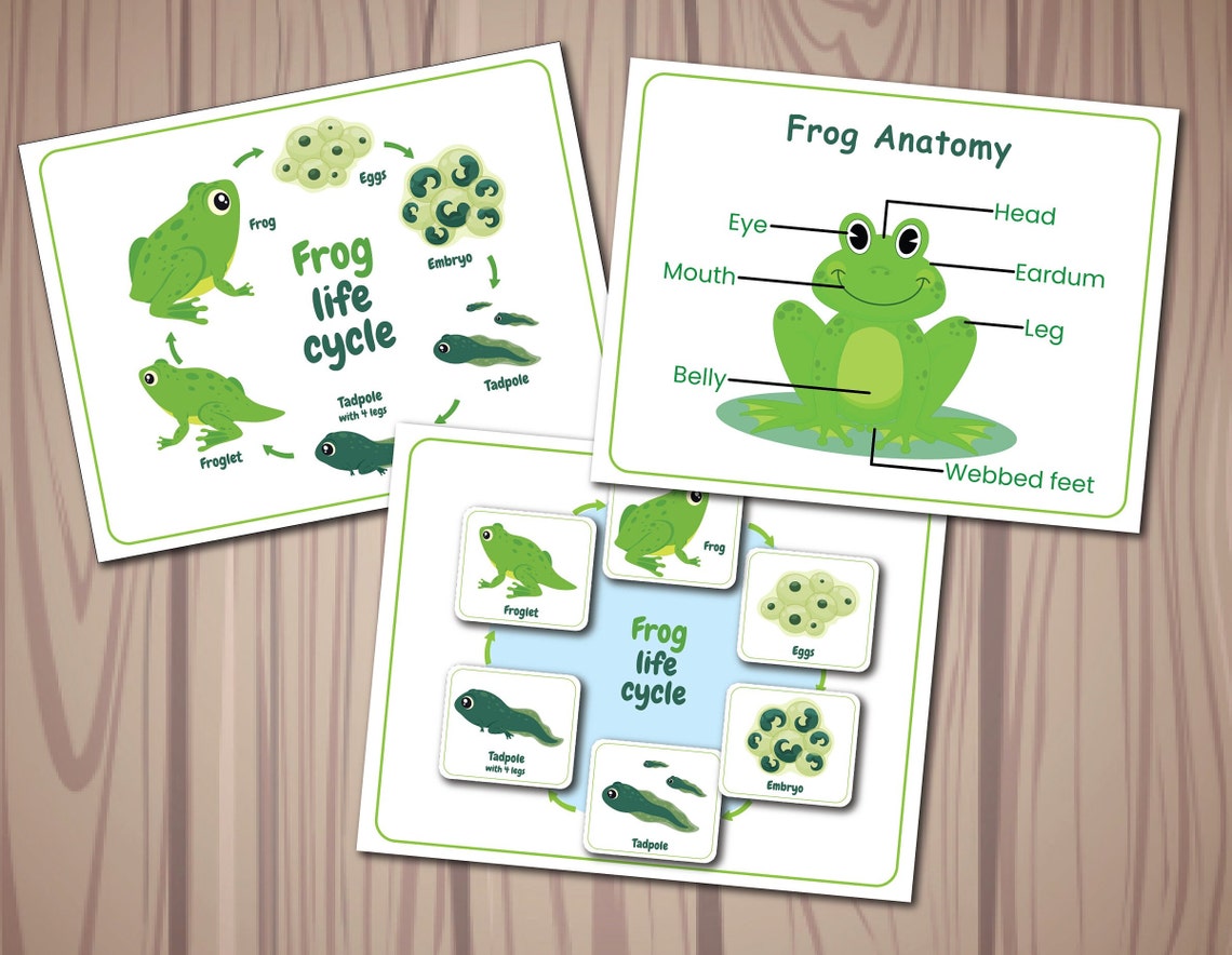 Life Cycle of a Frog Frog Anatomy 3 Part Montessori Cards - Etsy