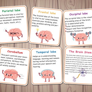 Human Brain Printable Activity Anatomy Busy Book Brain - Etsy