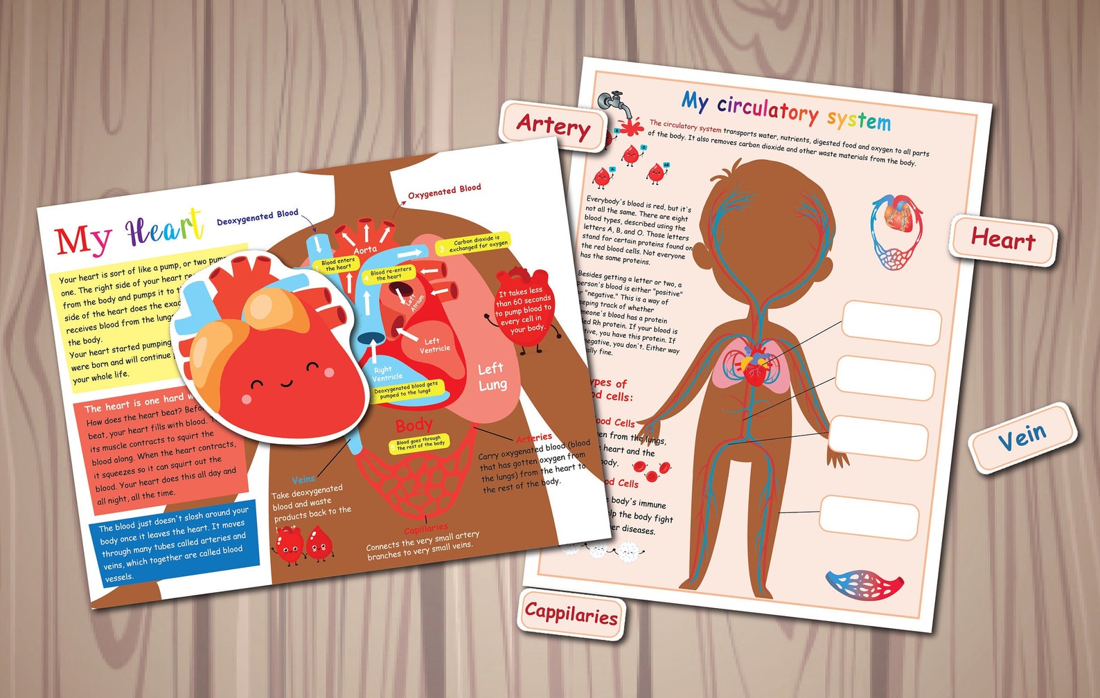 Human Heart Anatomy Activity Kids Circulatory System Anatomy - Etsy