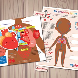 Human Heart Anatomy Activity, Kids Circulatory System, Anatomy Bundle ...