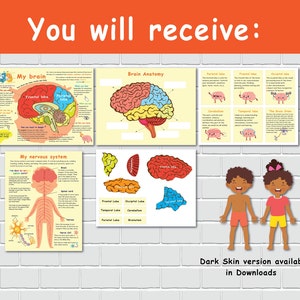 Human Brain Printable Activity, Anatomy Busy Book, Brain Puzzle, Brain ...