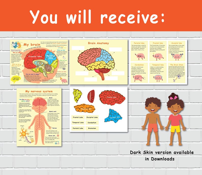 Human Brain Printable Activity Anatomy Busy Book Brain - Etsy