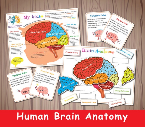 Human Brain Printable Activity Anatomy Busy Book Brain - Etsy
