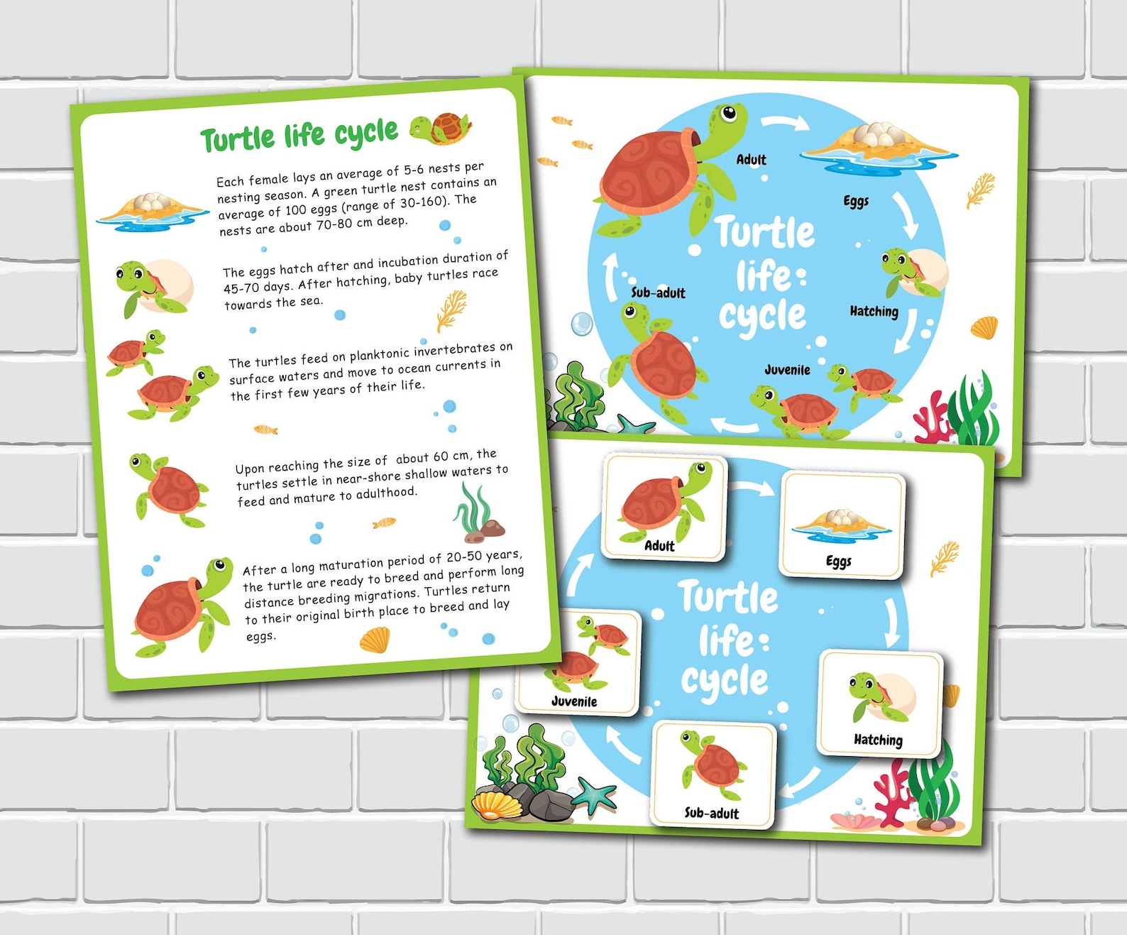 Life Cycle of a Turtle Turtle Anatomy 3 Part Montessori - Etsy