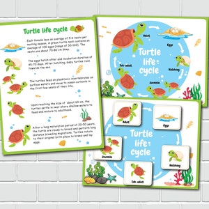 Life Cycle of a Turtle, Turtle Anatomy, 3 Part Montessori Cards, Nature ...