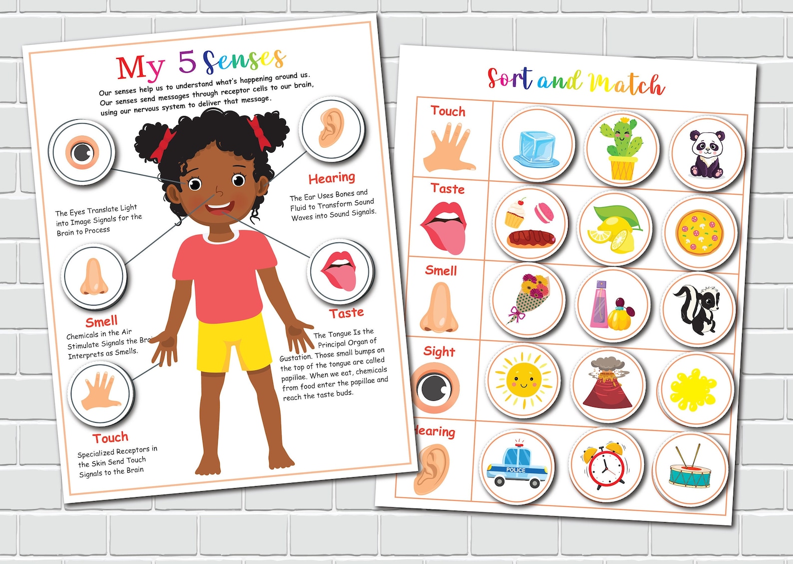Five Senses Sorting Printable Activity 5 Senses Matching - Etsy Canada