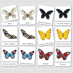 Butterfly Flash Cards, Montessori Three Part Cards, Homeschool ...