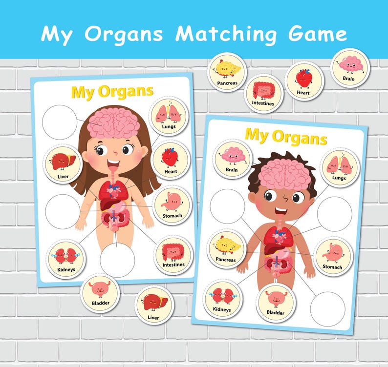 Human Anatomy Printable Activity, Homeschool Resource, Pre-k Learning ...