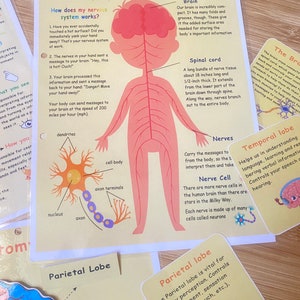 Human Brain Printable Activity, Anatomy Busy Book, Brain Puzzle, Brain ...