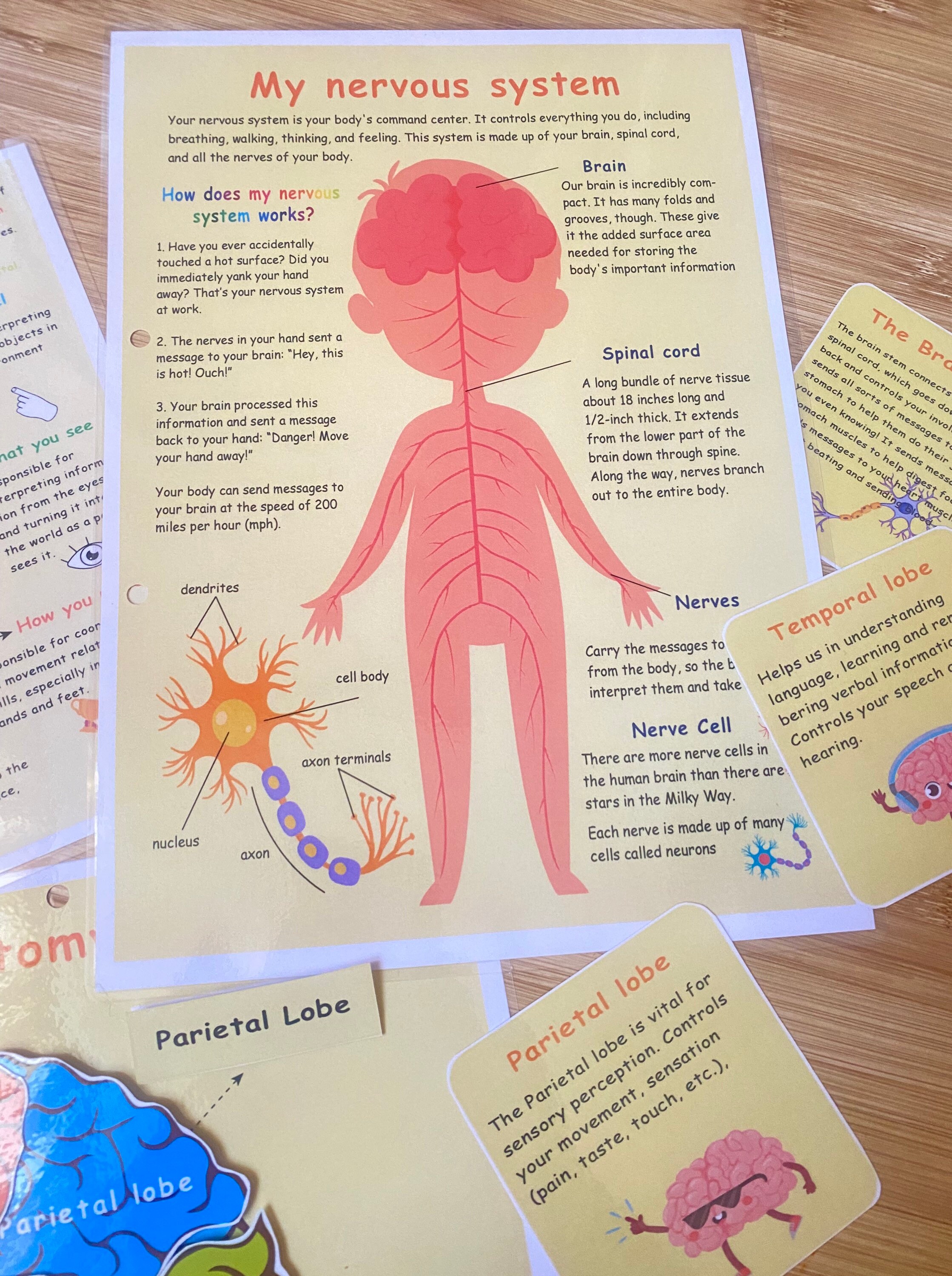 Human Brain Printable Activity Anatomy Busy Book Brain - Etsy Australia