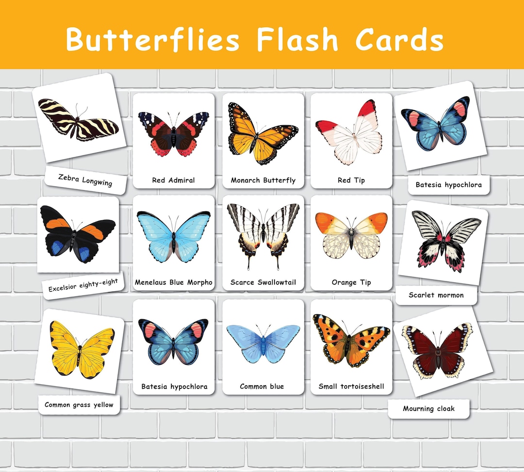 Butterfly Flash Cards, Montessori Three Part Cards, Homeschool ...