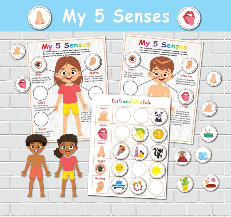 Five Senses Matching Activity: Preschool Anatomy Learning Binder (PDF ...