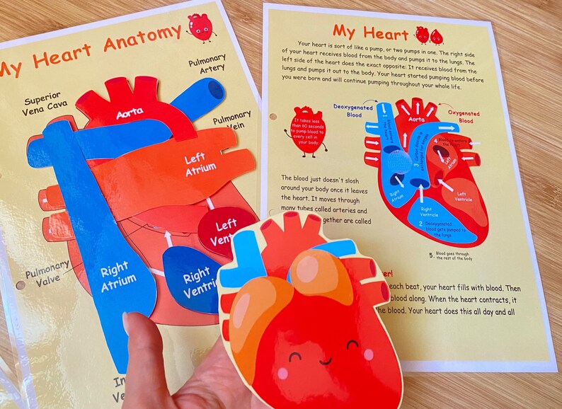 Anatomy Busy Book Printable Learning Binder Preschool - Etsy