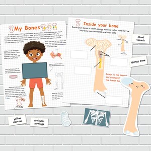 Human Skeleton Anatomy Activity, Printable Skeletal System, Bone ...