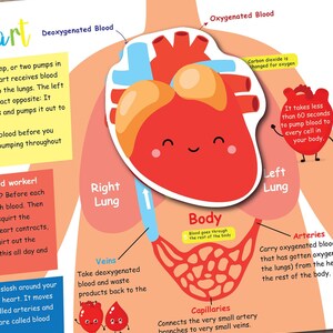 Human Heart Anatomy Activity, Kids Circulatory System, Anatomy Bundle ...